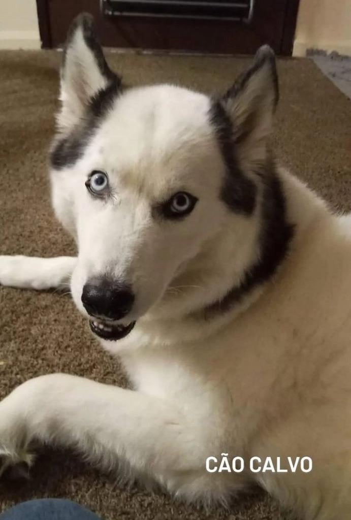 Cão calvo - Perrengue Mato Grosso