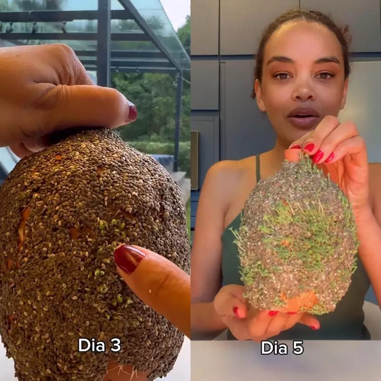 Lucy Ramos ensina a cultivar chia em casa; semente é aliada na dieta; veja como - Perrengue Mato ...