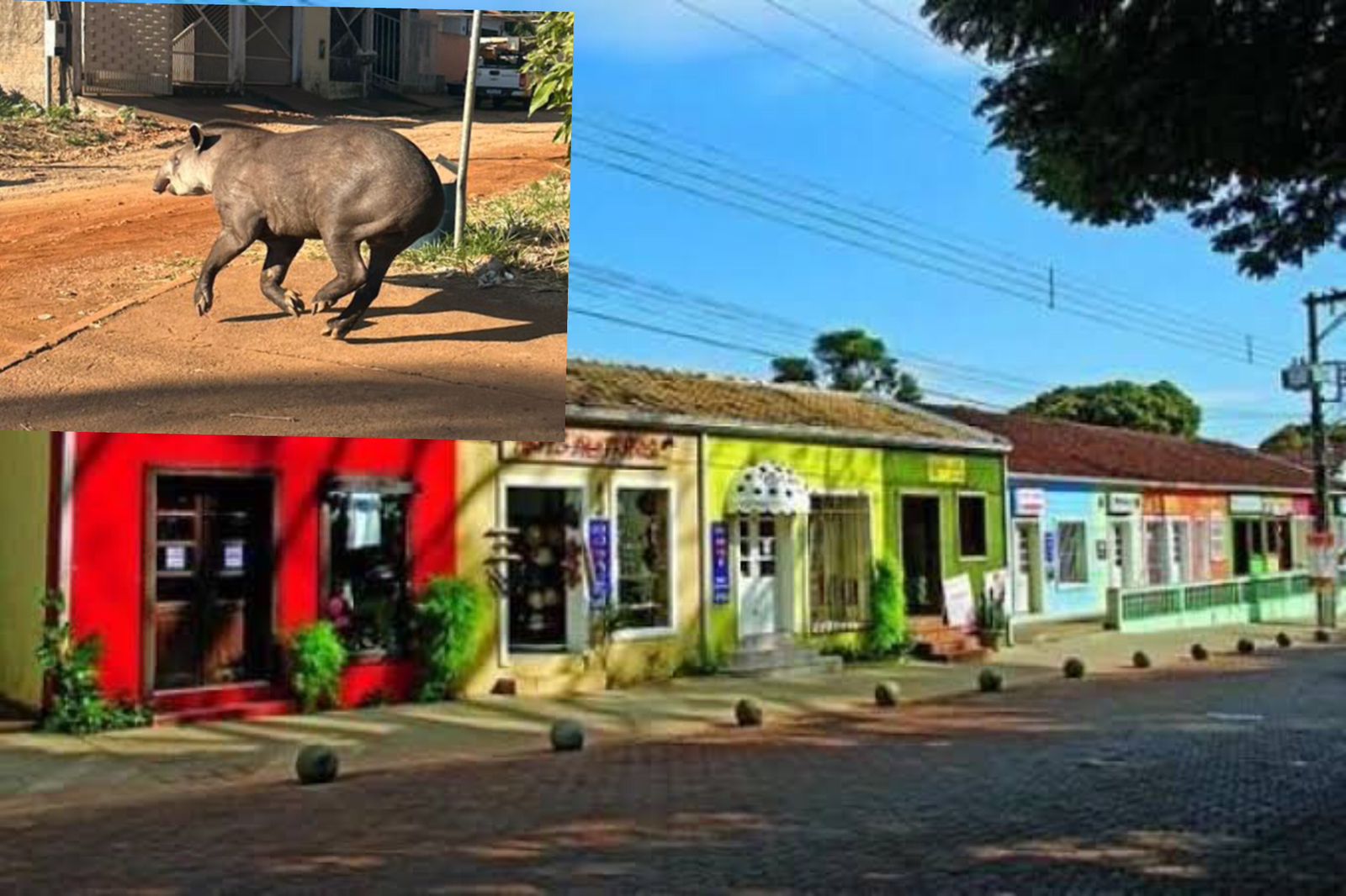Aparição inusitada de Anta no centro da Chapada do Guimarães surpreende ...
