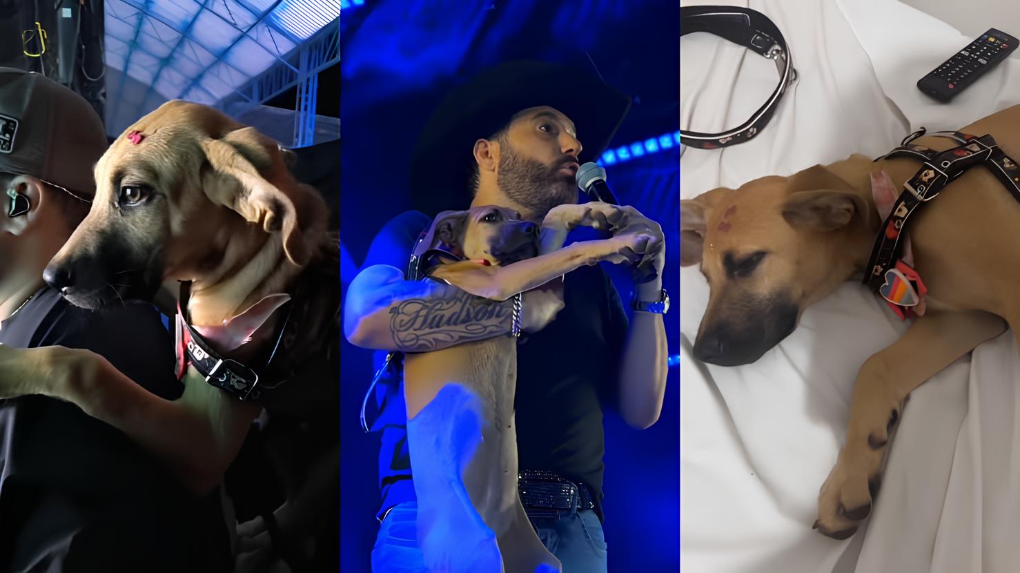 Edson, da dupla com Hudson, adota cadela abandonada e leva nova ...