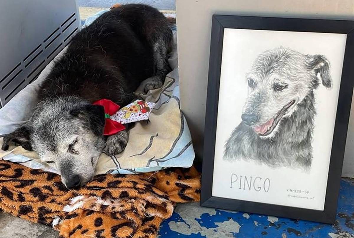 Pingo o mascote de posto de gasolina viraliza; veja vídeo - Perrengue ...