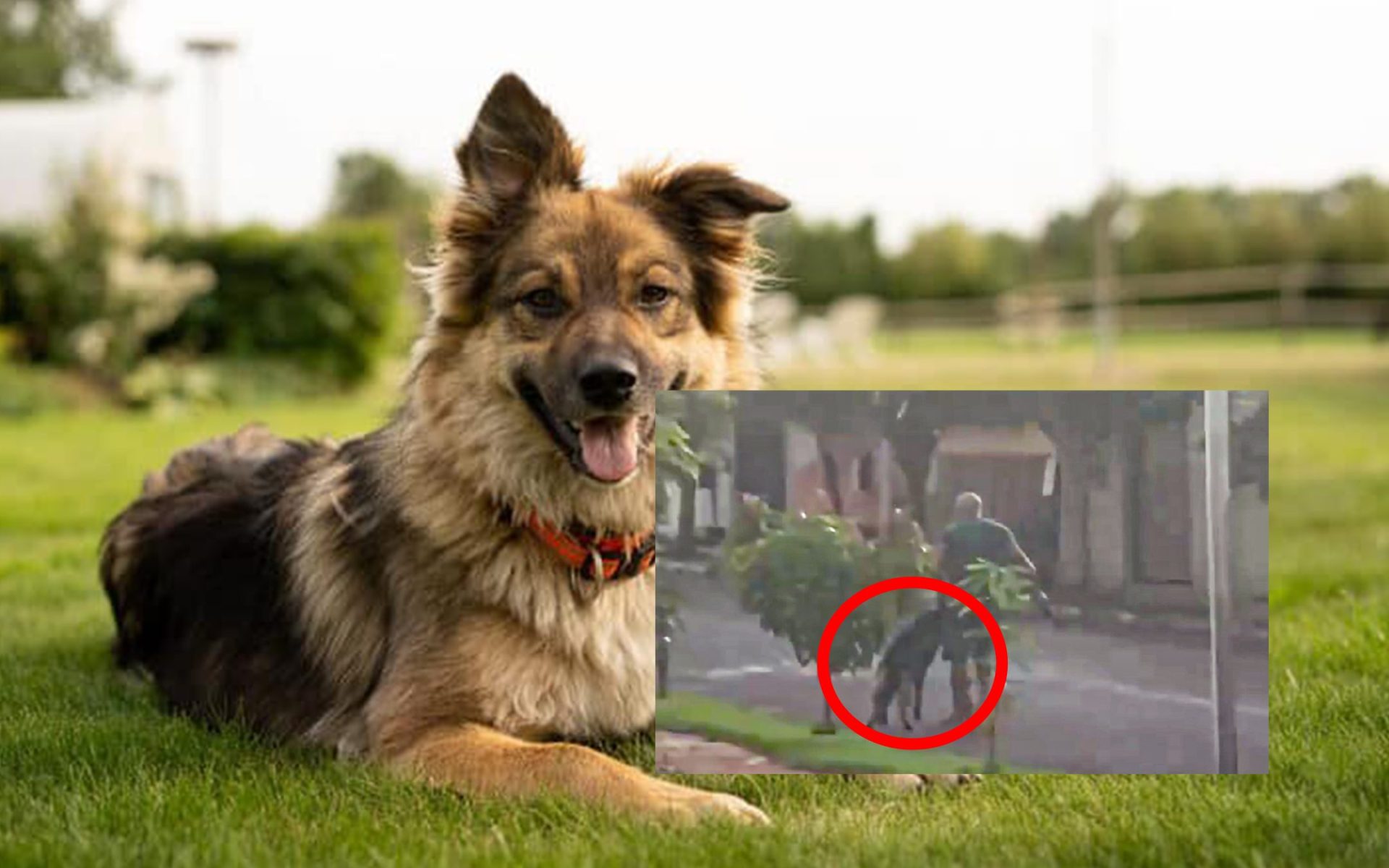 Flagrante de crueldade: homem maltrata cachorro, foge e revolta ...