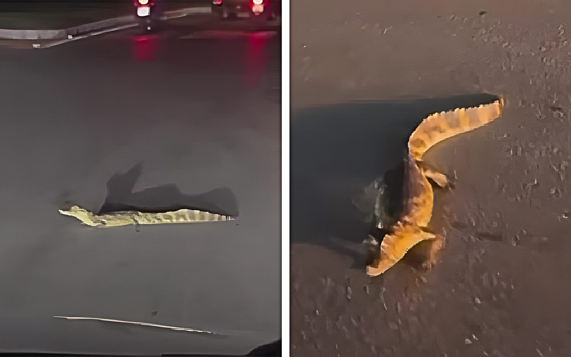 Jacaré é flagrado parado no meio da avenida em Várzea Grande durante a ...