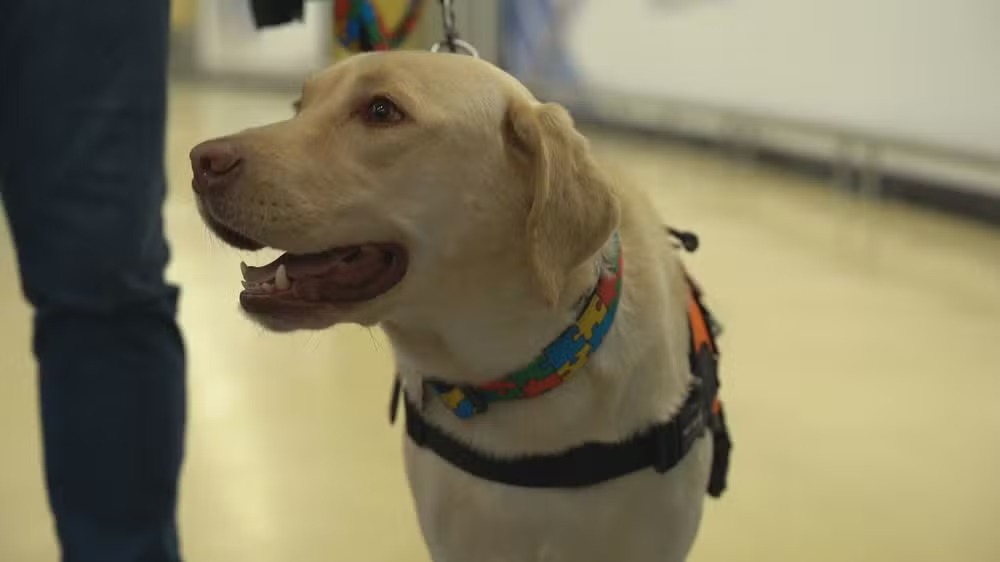 Após 50 dias de espera, cão de assistência Teddy reencontra Alice ...